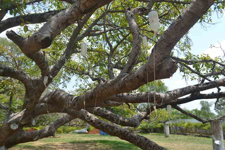 700-Year-Old Tree Infested with Termites Gets IV Drip Treatment