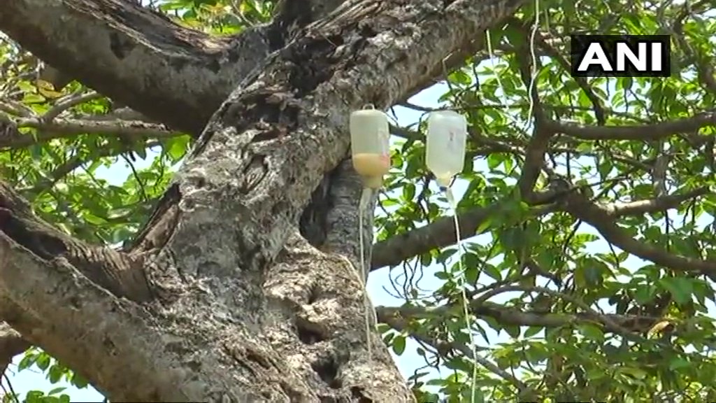 700-Year-Old Tree Infested with Termites Gets IV Drip Treatment