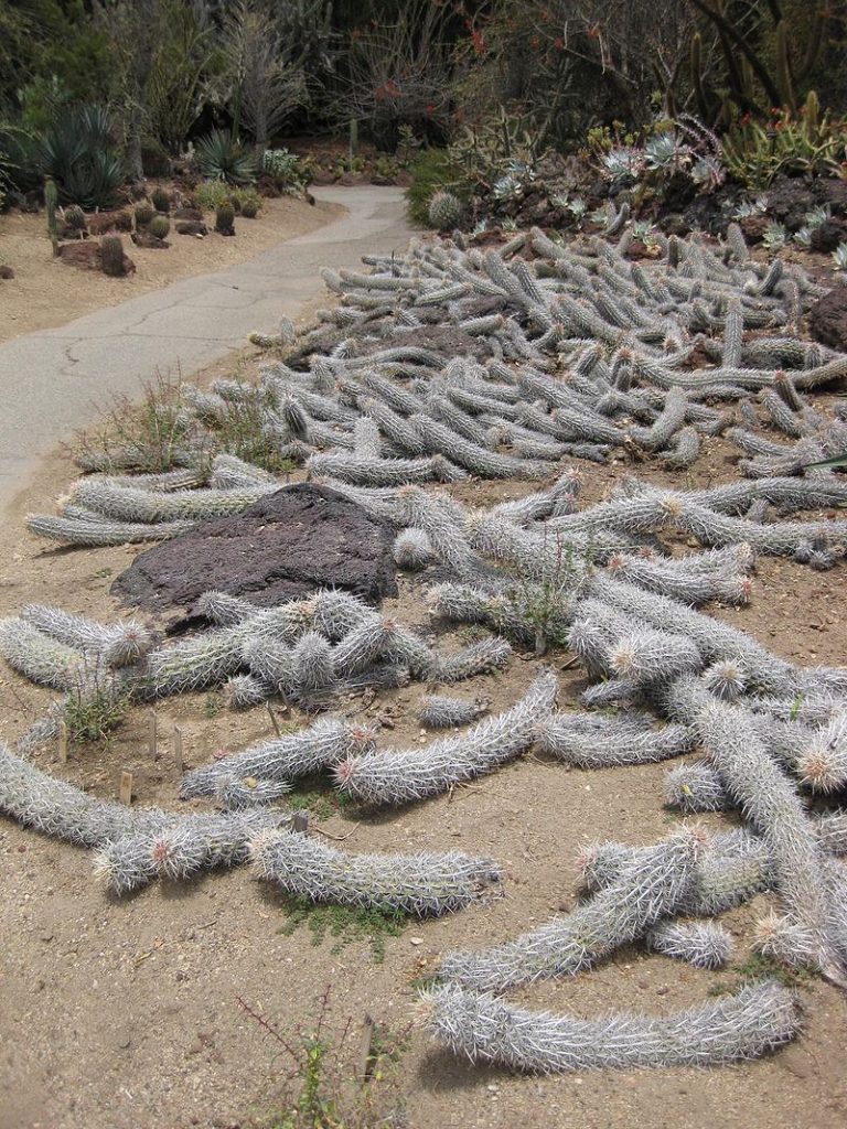 The Creeping Devil - A Unique Cactus That Kills Parts of Itself to Move ...