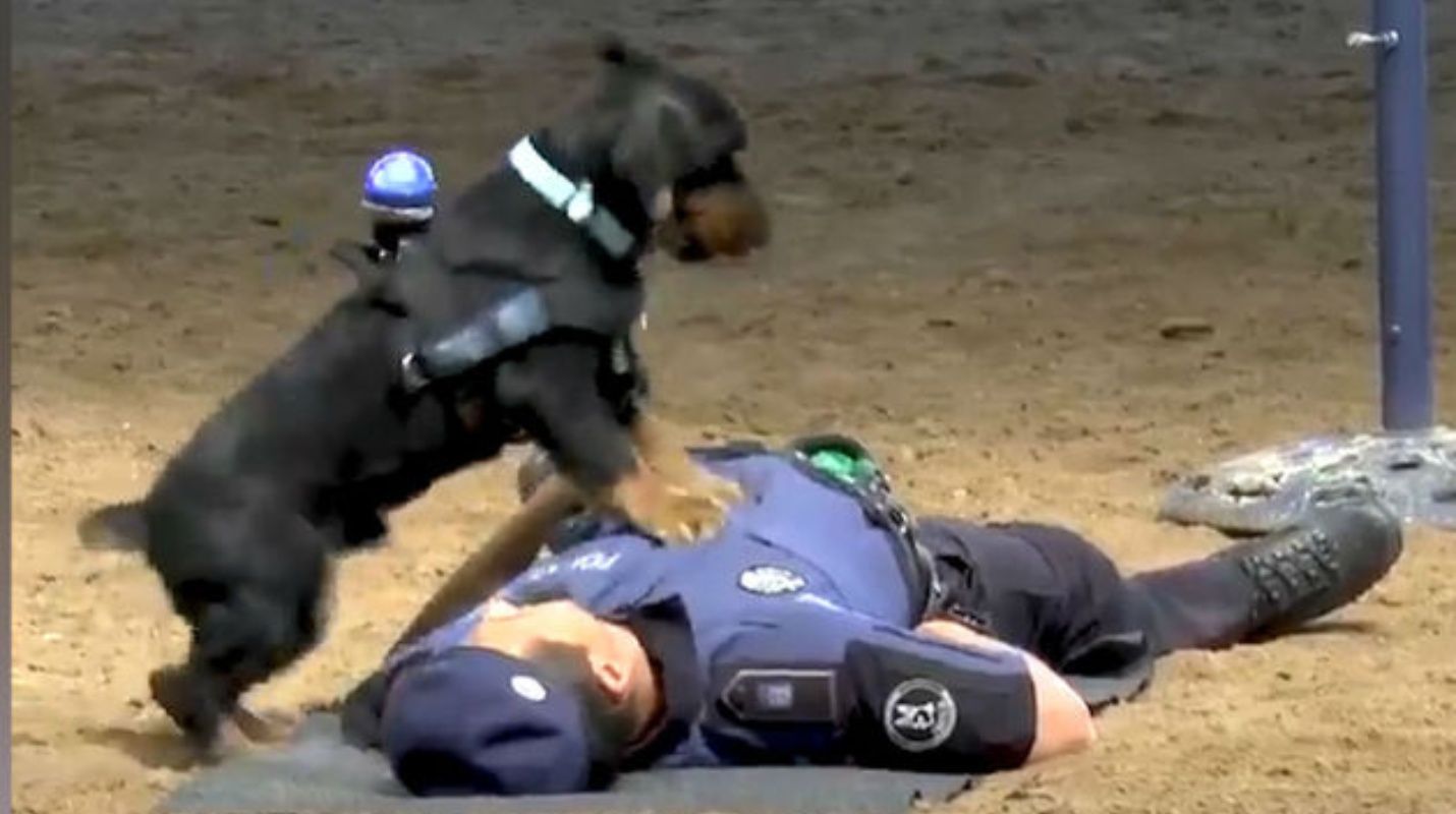 Police Dog Hailed a Hero for Performing CPR on His Human Partner