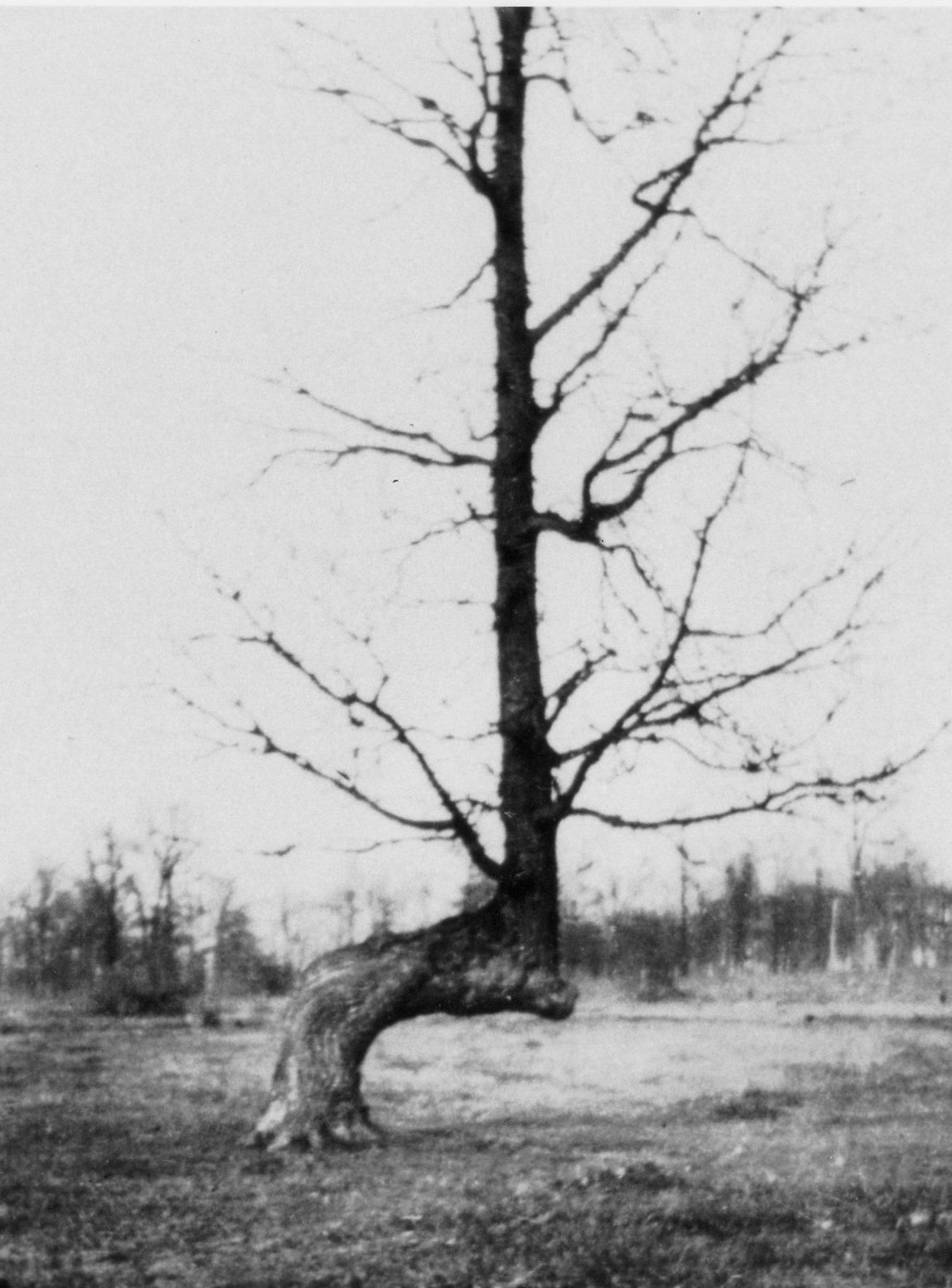 The Mysterious Bent Trees of North America
