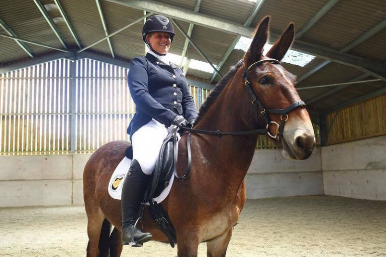 Mule Wins Horse Dressage Competition the First Time He Is Allowed to ...