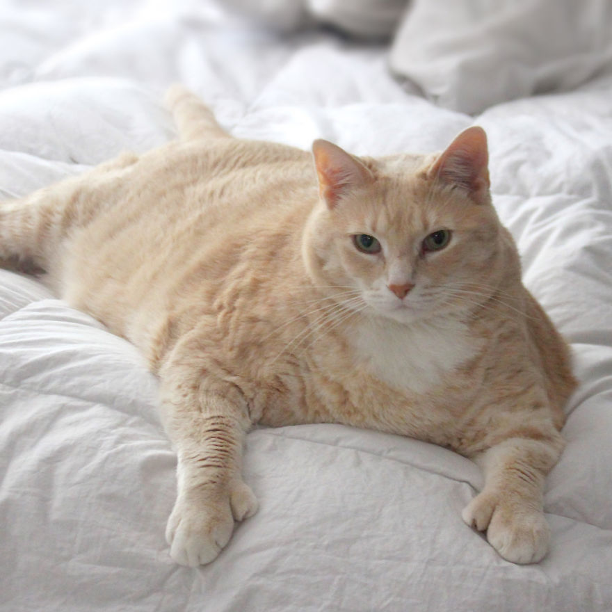 Meet Bronson, the 33-Pound Cat Making Waves on Instagram