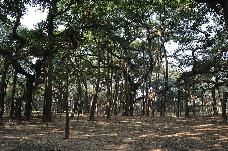 India’s Great Banyan Tree Is Its Own Forest