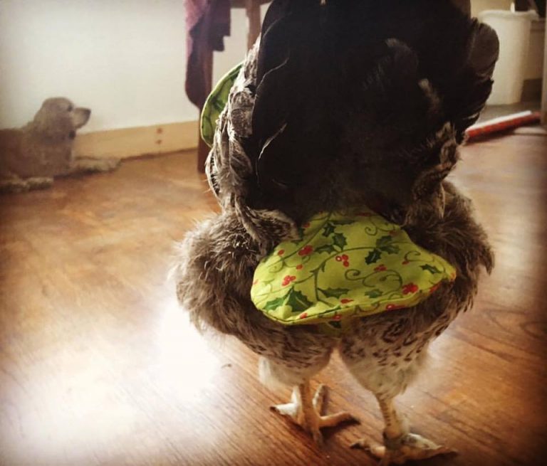 The Surprisingly Successful Business of Luxury Chicken Diapers