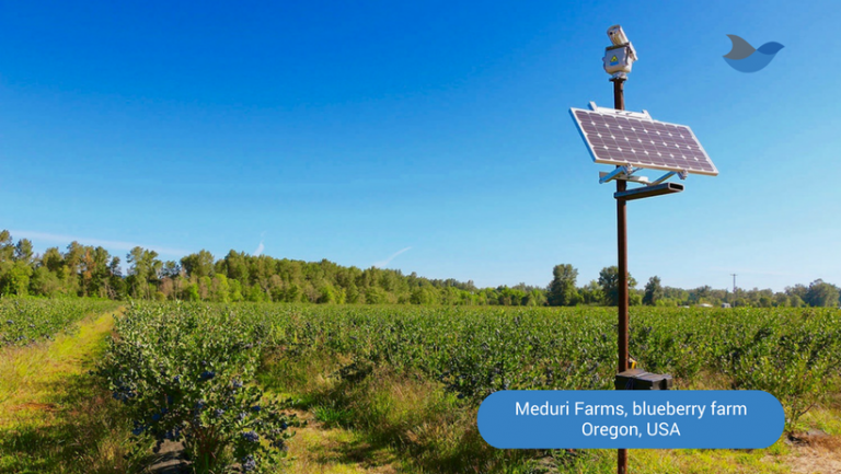 Modern Scarecrows Use Lasers to Keep Hungry Birds At Bay