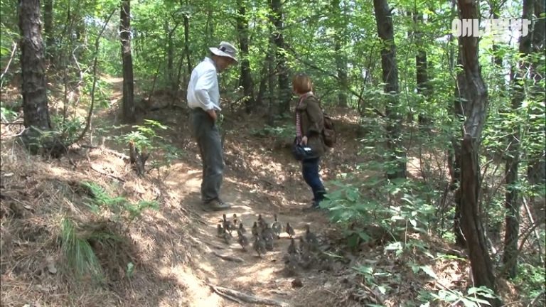 Man Raises Ducklings as His Children, Now They Follow Him Everywhere