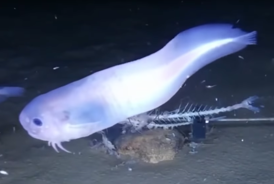 Scientists Discover Deep-Sea Fish Species That “Rapidly Melts” If ...