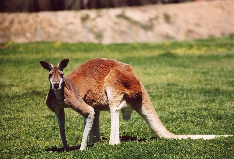 There Is a Kangaroo on the Loose in Austria (Not Australia) And Nobody ...