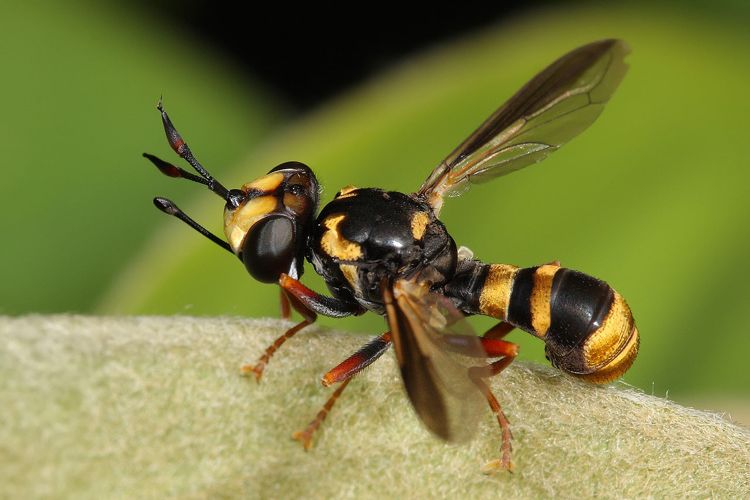 The Parasitic Fly That Eats Bumble Bees from the Inside and Forces Them ...