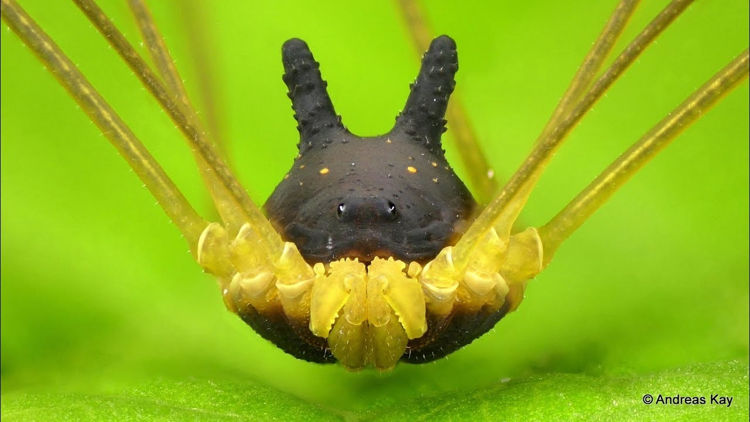 The Bunny Harvestman – A Tiny Arachnid Shaped Like a Dog’s Head