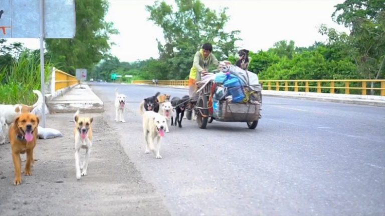 Mexico’s “Dog Man” Travels the Country Rescuing Stray Dogs