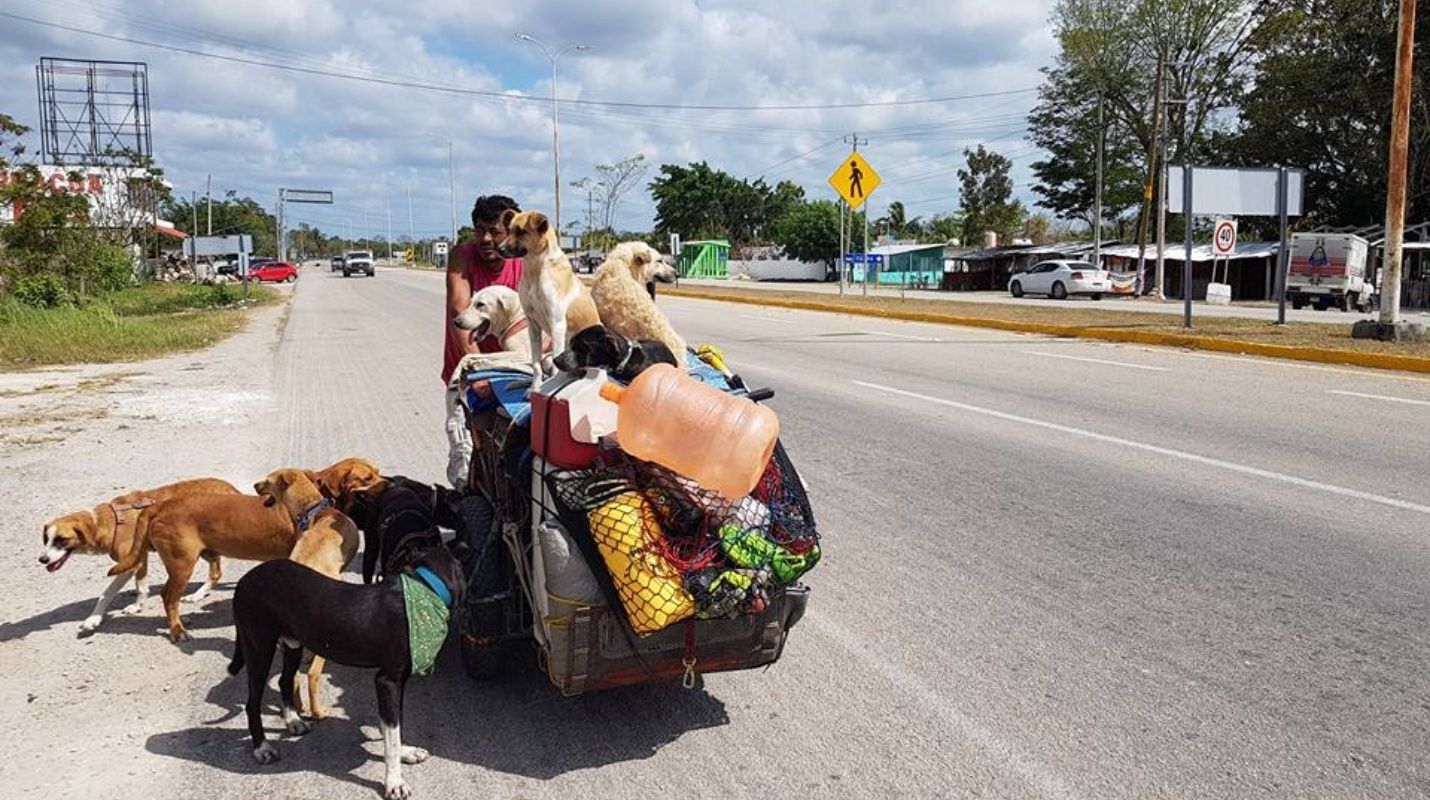 Mexico’s “Dog Man” Travels the Country Rescuing Stray Dogs