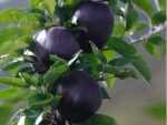 Black Diamond Apples - The Rare, Dark Fruits You've Probably Never Heard Of