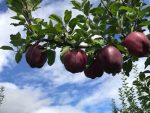 Black Diamond Apples - The Rare, Dark Fruits You've Probably Never Heard Of