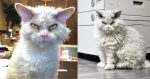 Meet Pompous Albert, the Angriest-Looking Cat on Instagram