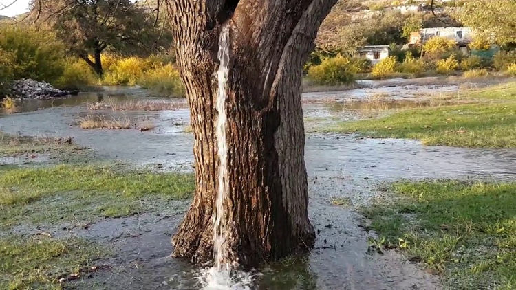 Montenegro's Water Tree - A Rare Natural Phenomenon