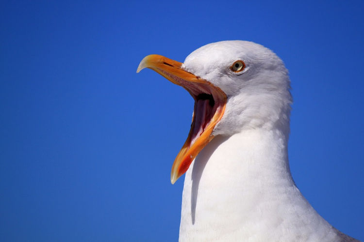 Belgian Town Hosts Wacky Seagull Screeching Championship