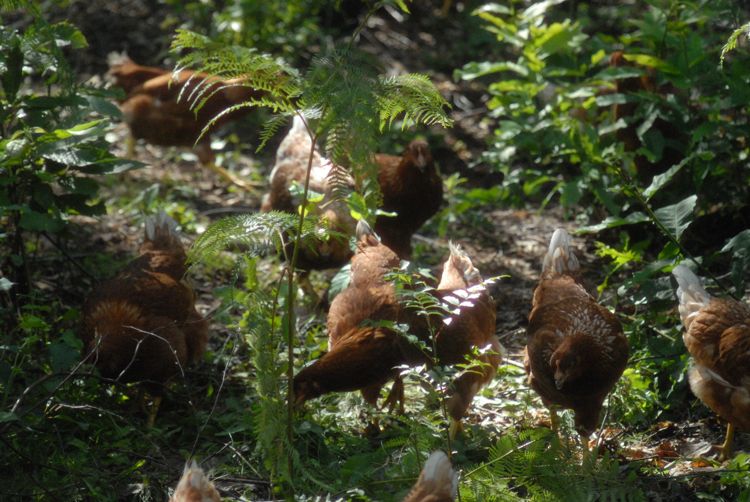A Different Kind of Chicken Farm - Italian Farmer Raises Thousands of ...