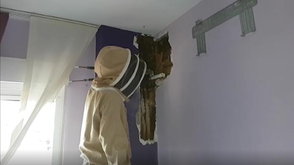 Family Discover Colony of 80,000 Bees Living in Their Bedroom Wall