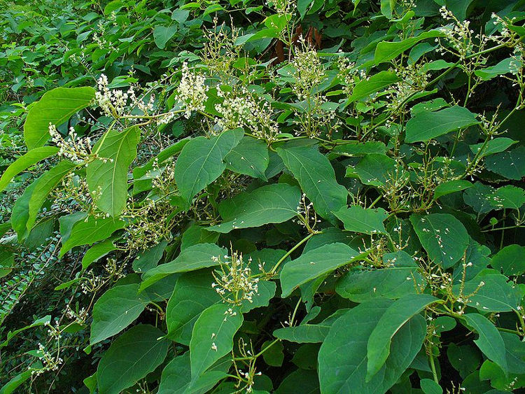 Japanese Knotweed - An Invasive Plant That Is Proving Impossible to Control
