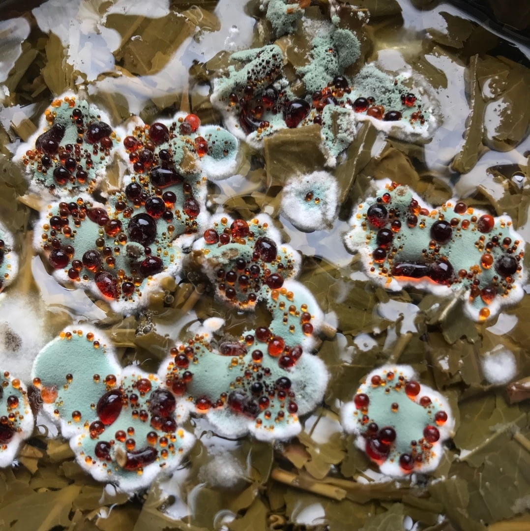 Russian Online Community Explores the Beautiful Side of Mold