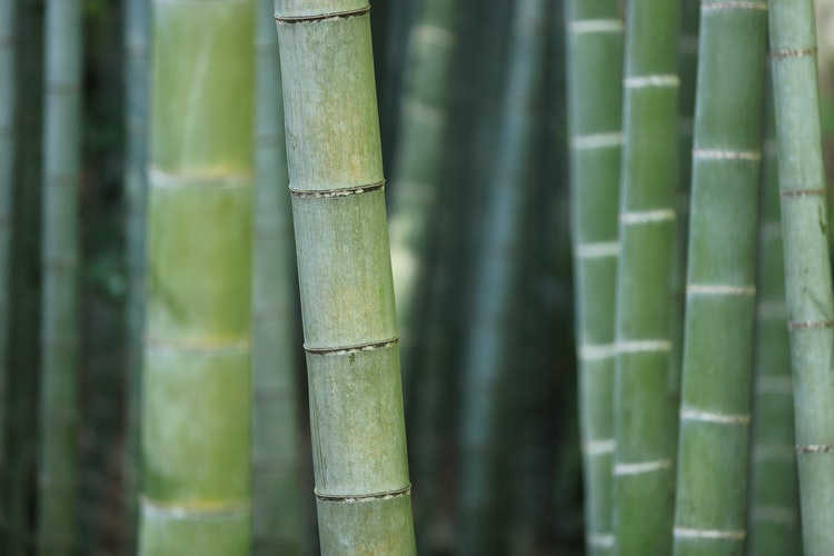 Bambooze - Chinese Liquor Matured in Living Bamboo Trunks