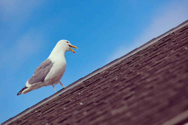Aggressive Seagulls Keep Couple Hostage in Their Own Home for Six Days