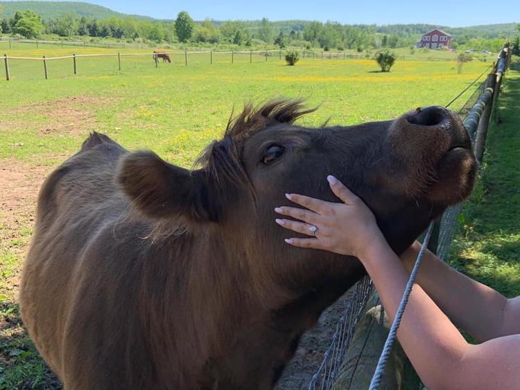 You Can Now Relax by Cuddling a Cow for an Hour