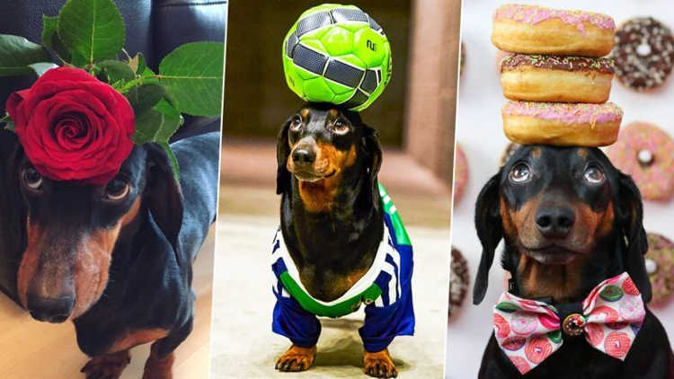 Adorable Dachshund Knows Just One Trick, But It's a Good One