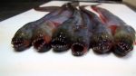 The Alien of Ariake Sea - Japan's Xenomorph-Like Delicacy