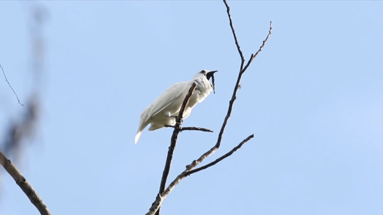 World's Loudest Bird Produces a Mating Call as Loud as a Pile Driver