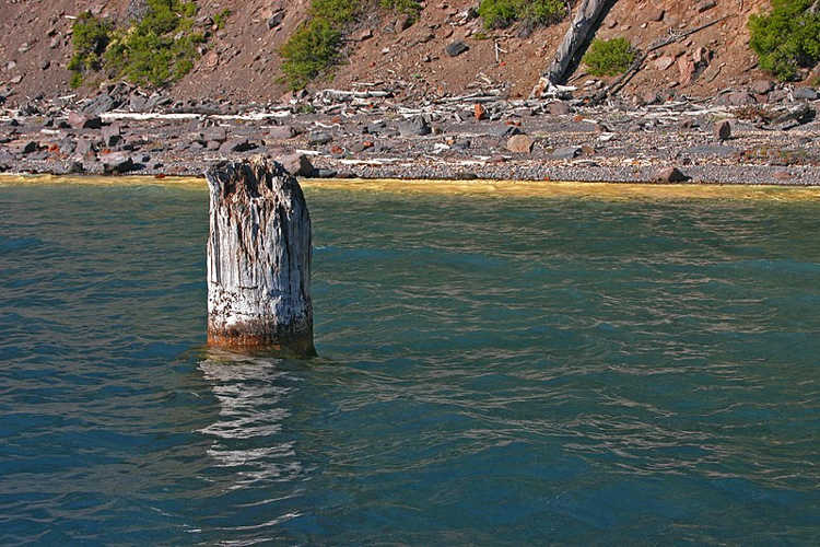 This Famous Tree Log Has Been Floating Vertically for 120 Years And No ...