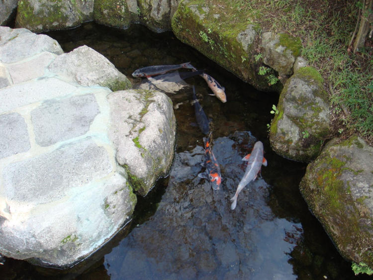The Japanese City Where Beautiful Koi Fish Swim in Drain Channels