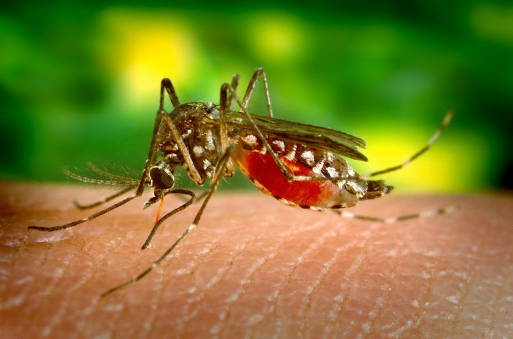 Man Claims His Farts Can Kill Mosquitoes Six Meters Away