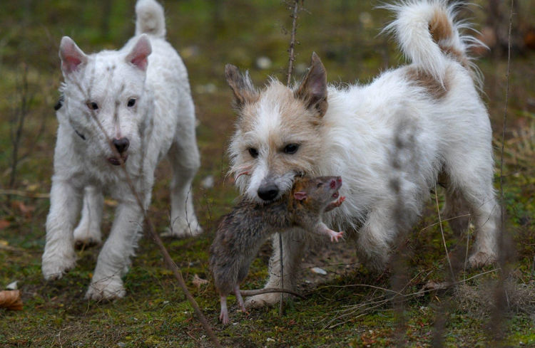 Can Rats Kill Dogs
