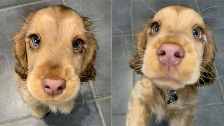 Adorable Puppy Conquers Internet with Her Mesmerizing Eyes