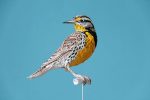 The Amazingly Realistic Paper Bird Sculptures of Diana Beltran Herrera