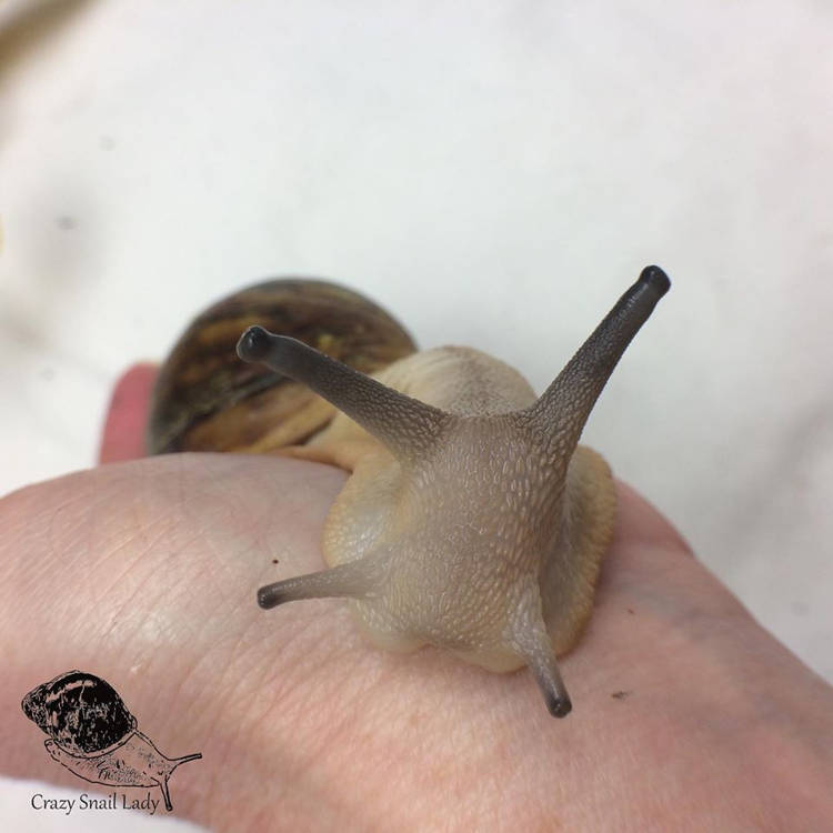 Self-Described "Crazy Snail Lady" Cares for 150 Pet Snails