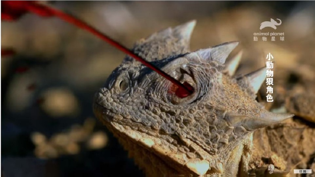 This Lizard Shoots Blood Out of Its Eyes to Keep Predators at Bay