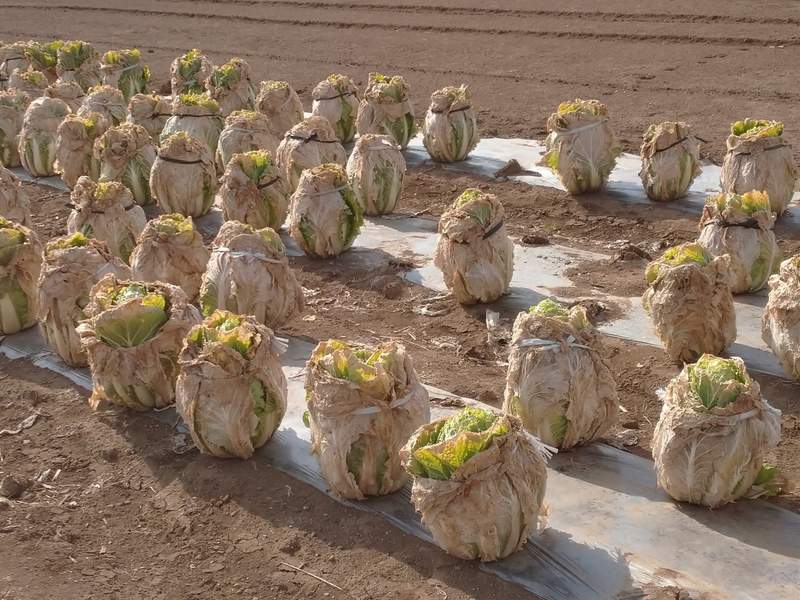 Creepy Alien-Like Scene Is Not At All What It Looks Like