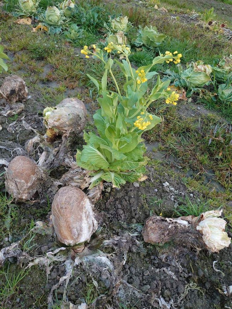 Creepy Alien-Like Scene Is Not At All What It Looks Like