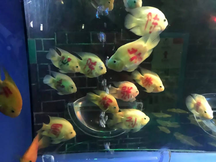 Aquarium Draws Criticism for Writing Popular Surnames on Live Fish