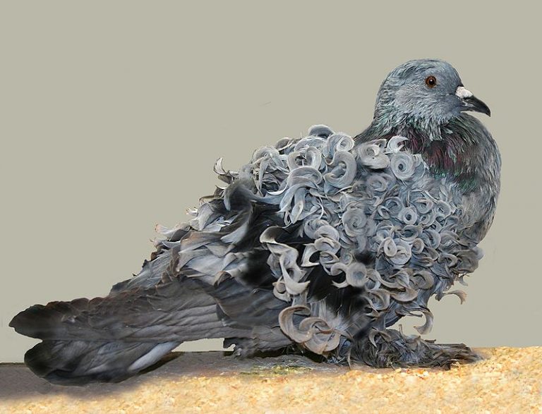 Frillback Pigeons - A Fancy Pigeon Breed With Naturally Curly Feathers