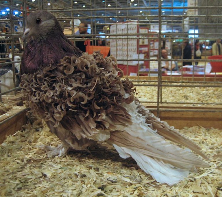 Frillback Pigeons - A Fancy Pigeon Breed With Naturally Curly Feathers