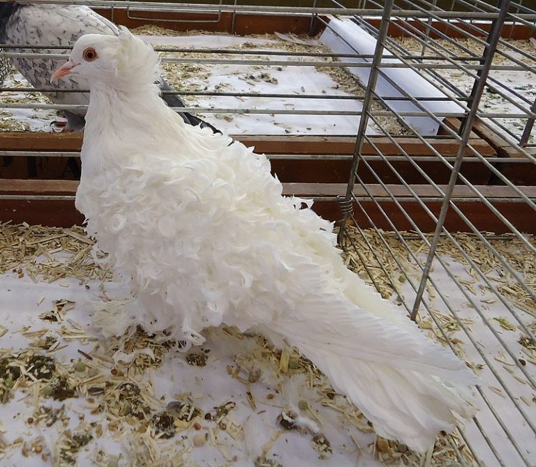 Frillback Pigeons - A Fancy Pigeon Breed With Naturally Curly Feathers