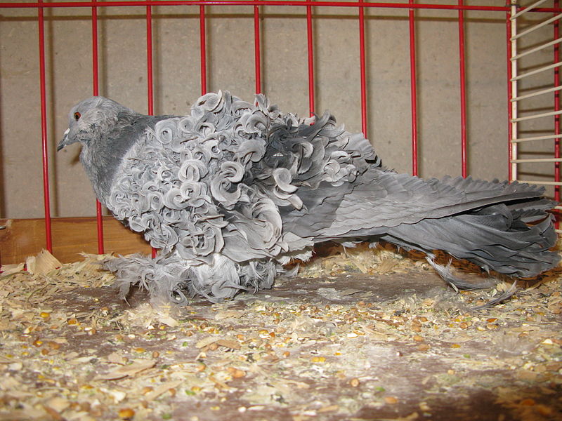 Frillback Pigeons - A Fancy Pigeon Breed With Naturally Curly Feathers