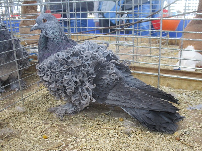 Frillback Pigeons - A Fancy Pigeon Breed With Naturally Curly Feathers
