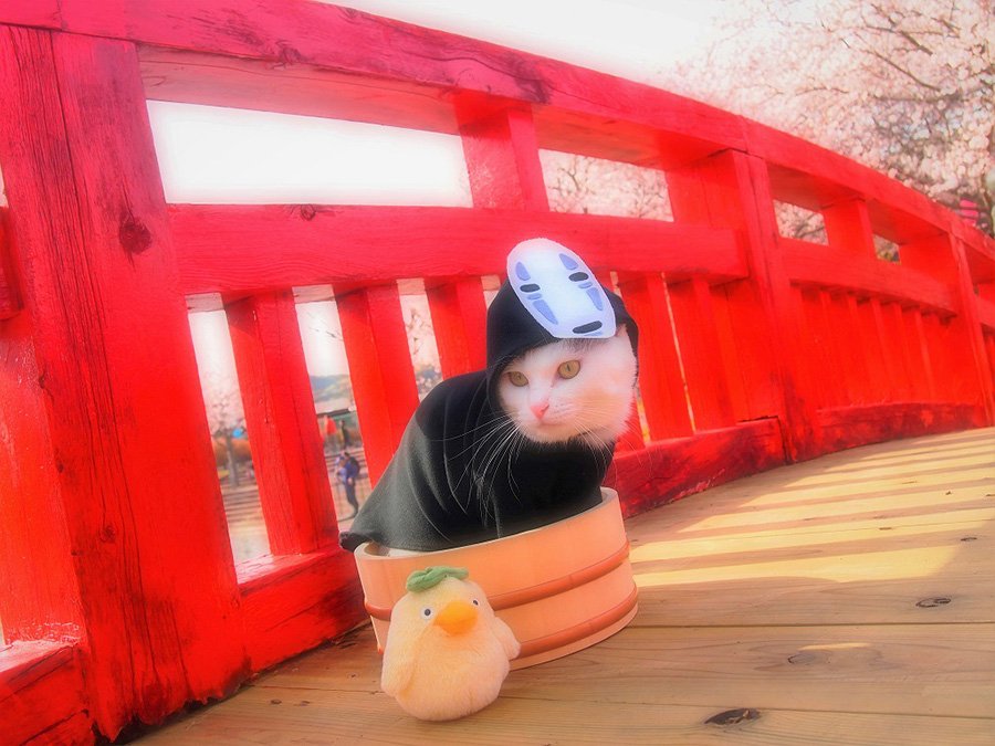 Cosplay Enthusiast Turn Cats into Feline Versions of Popular Anime ...