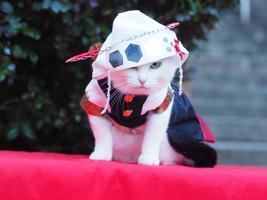 Cosplay Enthusiast Turn Cats into Feline Versions of Popular Anime ...
